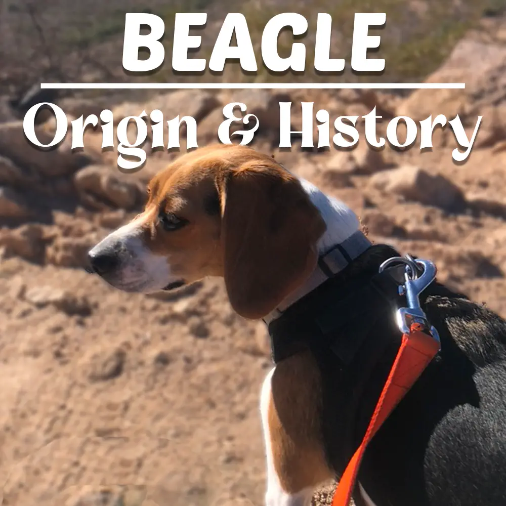 Beagle Origin & History – Where Beagles Came From?