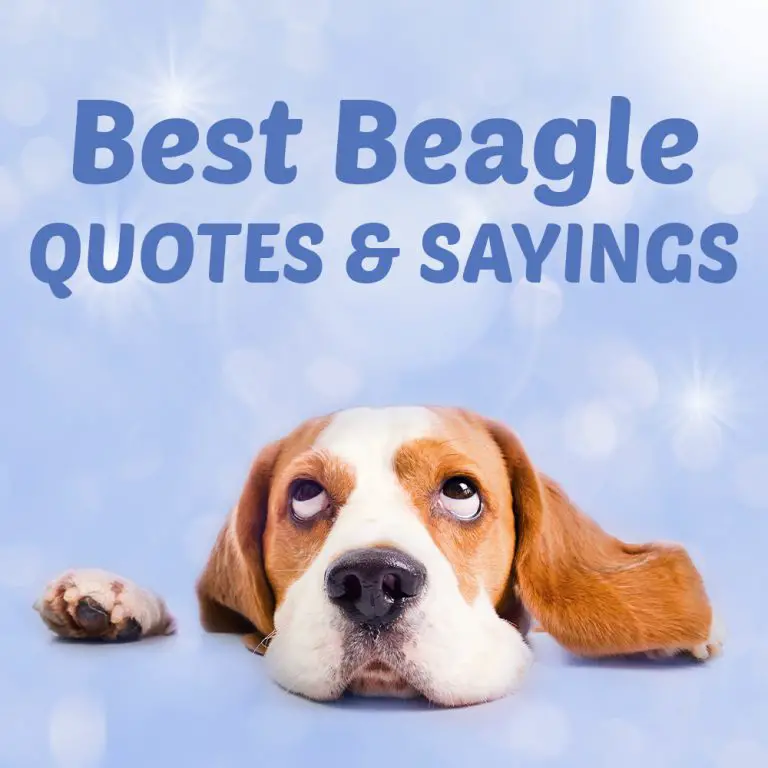 41 Best Beagle Quotes & Sayings – Some Funny & Some Evil