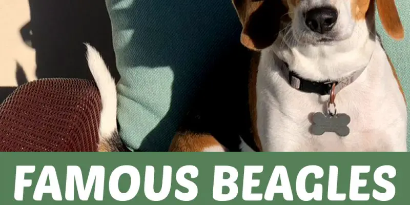 OMG Beagle Blog – Beagle Info, Owner Gift Recommendations & More