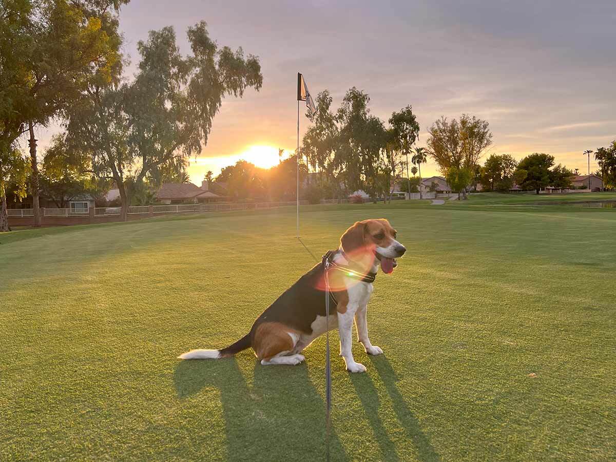 Balancing Act: Pros and Cons of Owning a Beagle Explored