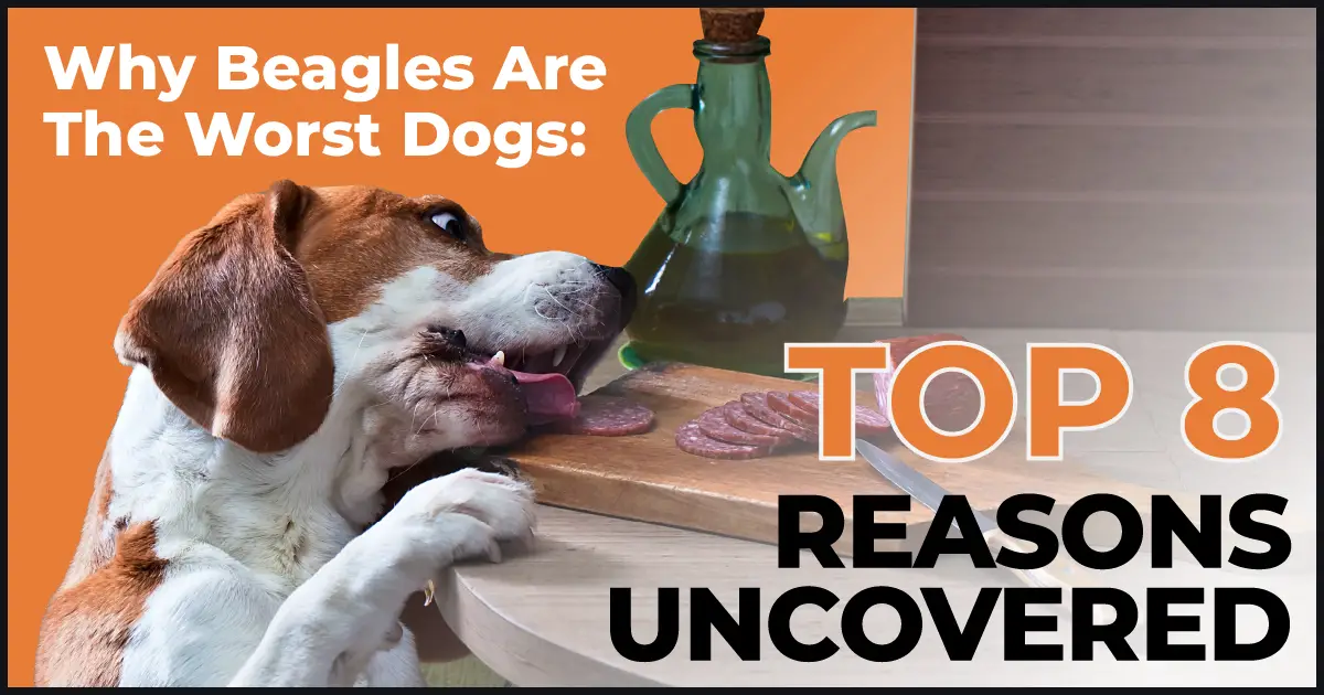 Why Beagles Are the Worst Dogs: The Top 8 Reasons Uncovered