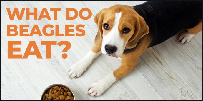 What Do Beagles Eat: Your Guide to a Balanced Beagle Diet