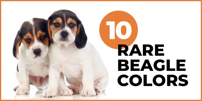 10 Rare Beagle Colors You Need To See!