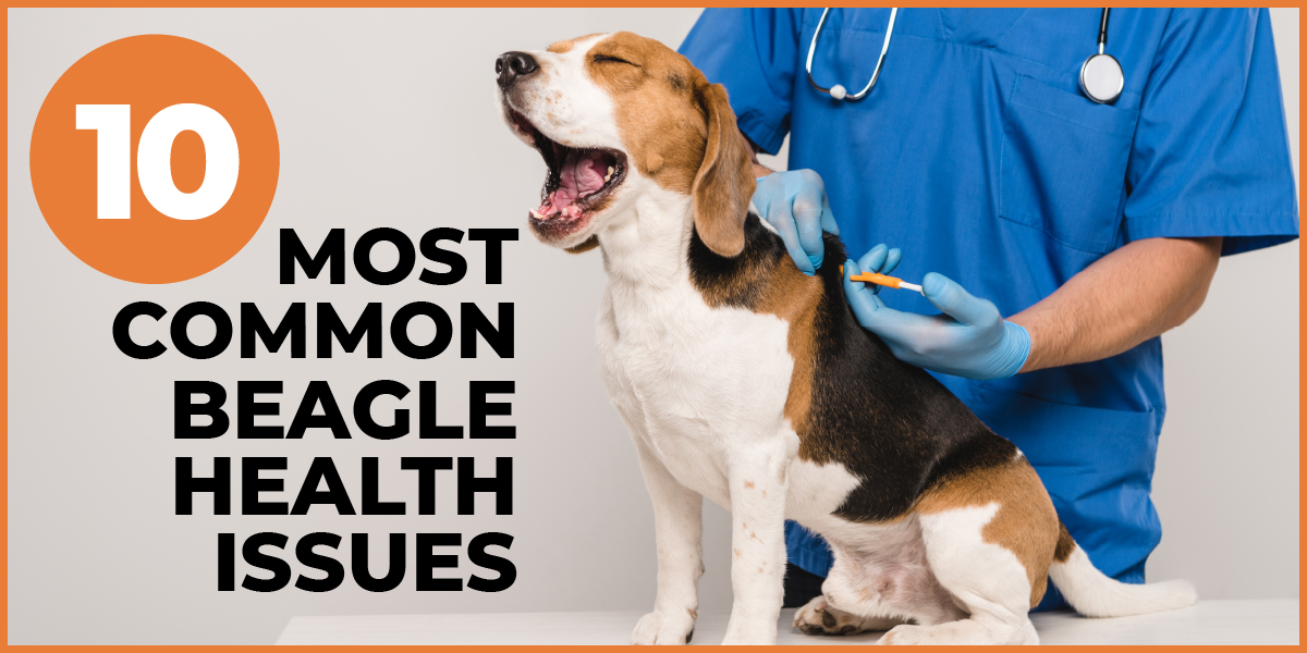 10 Most Common Beagle Health Issues & How to Prevent Them