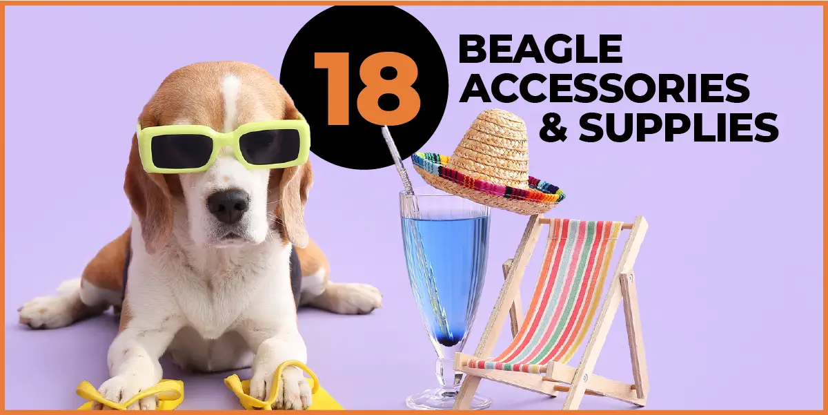 18 Beagle Accessories & Supplies | OMG Beagle