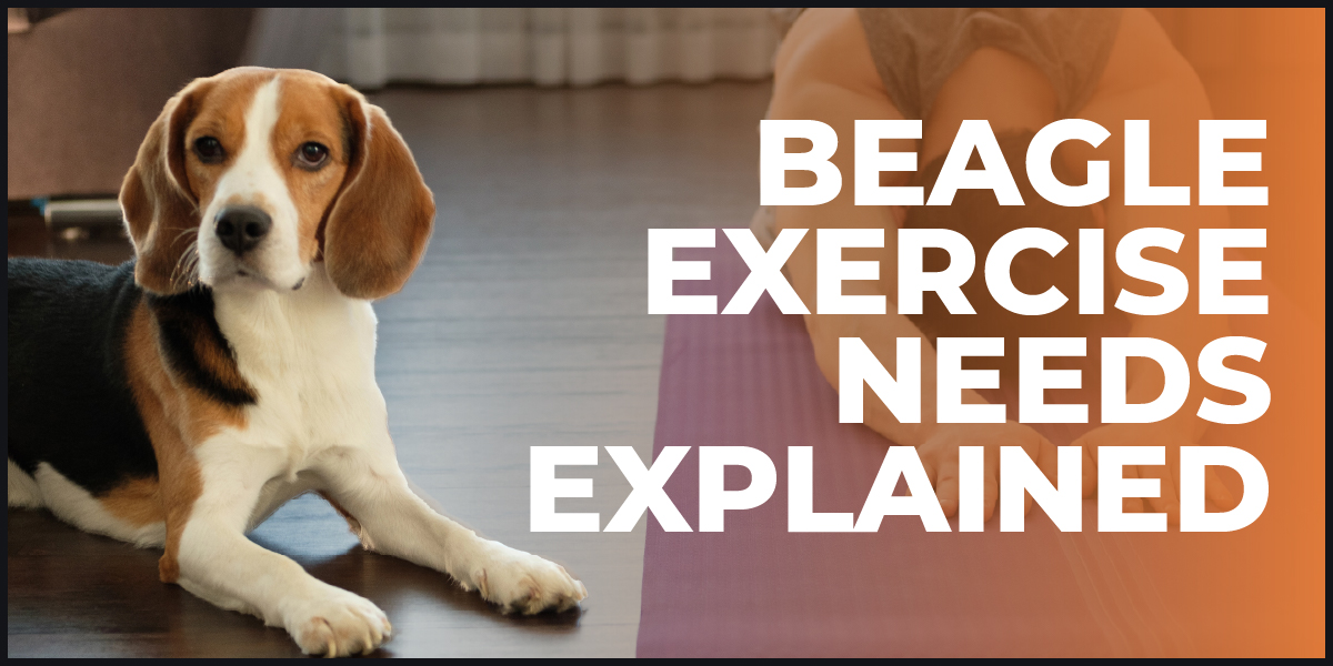 How Much Exercise Does A Beagle Need? (Complete Guide)