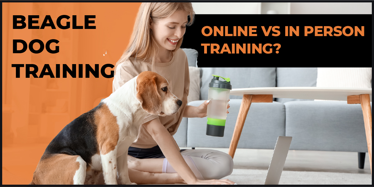 Beagle Dog Training Online or In-Person – What's The Best Choice