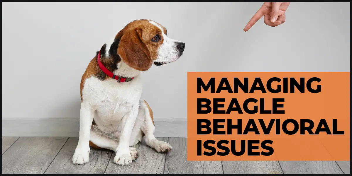 Beagle Behavioral Issues: Proven Tips To Improve Beagle Behavior