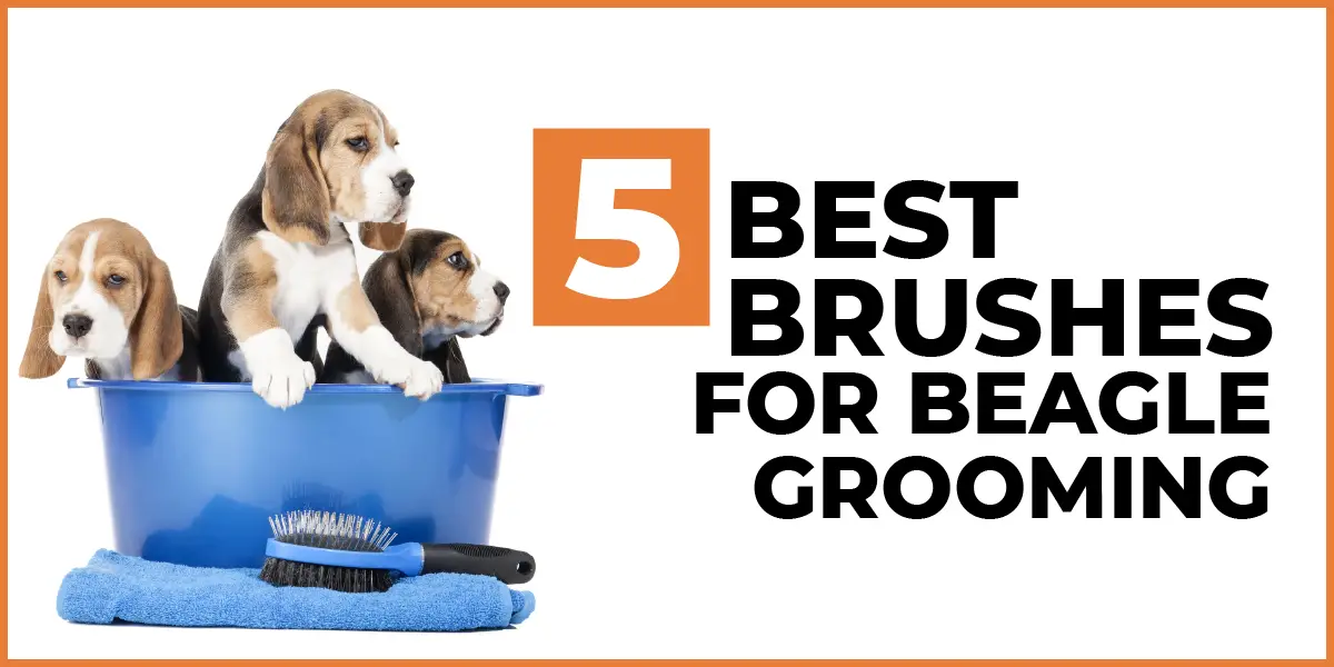 What Is The Best Brush For Beagles? 5 Top Picks Reviewed