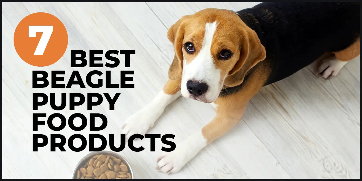 What Is The Best Beagle Puppy Food? 7 Top Choices for 2024