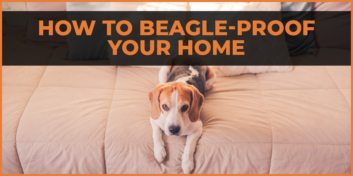 How To Dog Proof Your Home For Your Beagle | OMG Beagle