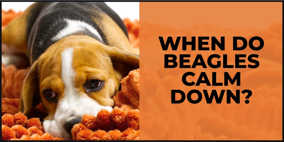 When Do Beagles Calm Down? Tips for Managing Energy