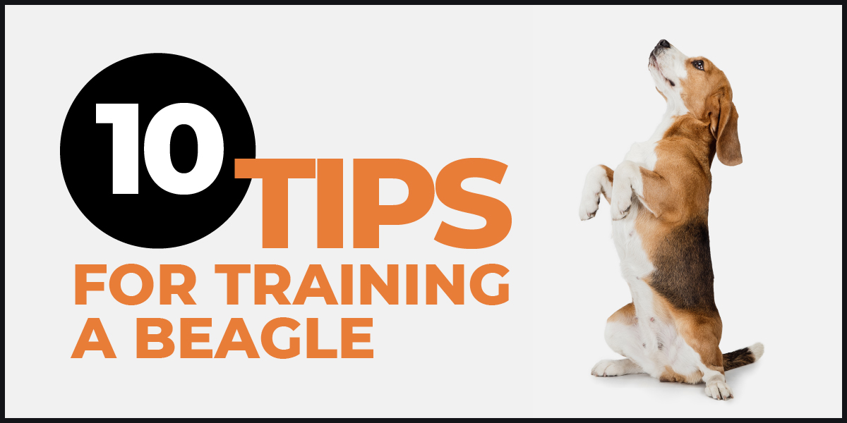 10 Tips for Training a Beagle: Ultimate Guide | OMG Beagle