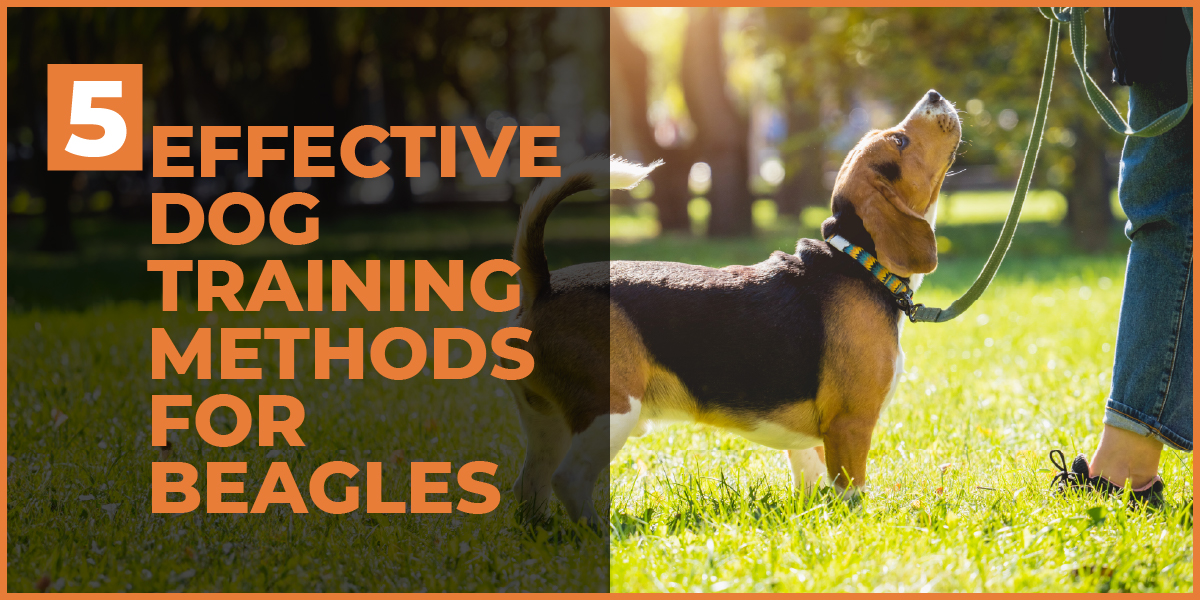 Top 5 Effective Dog Training Methods for Beagles | OMG Beagle