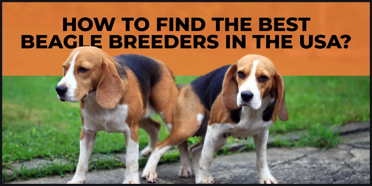 How to Find the Best Beagle Breeders in the USA | OMG Beagle