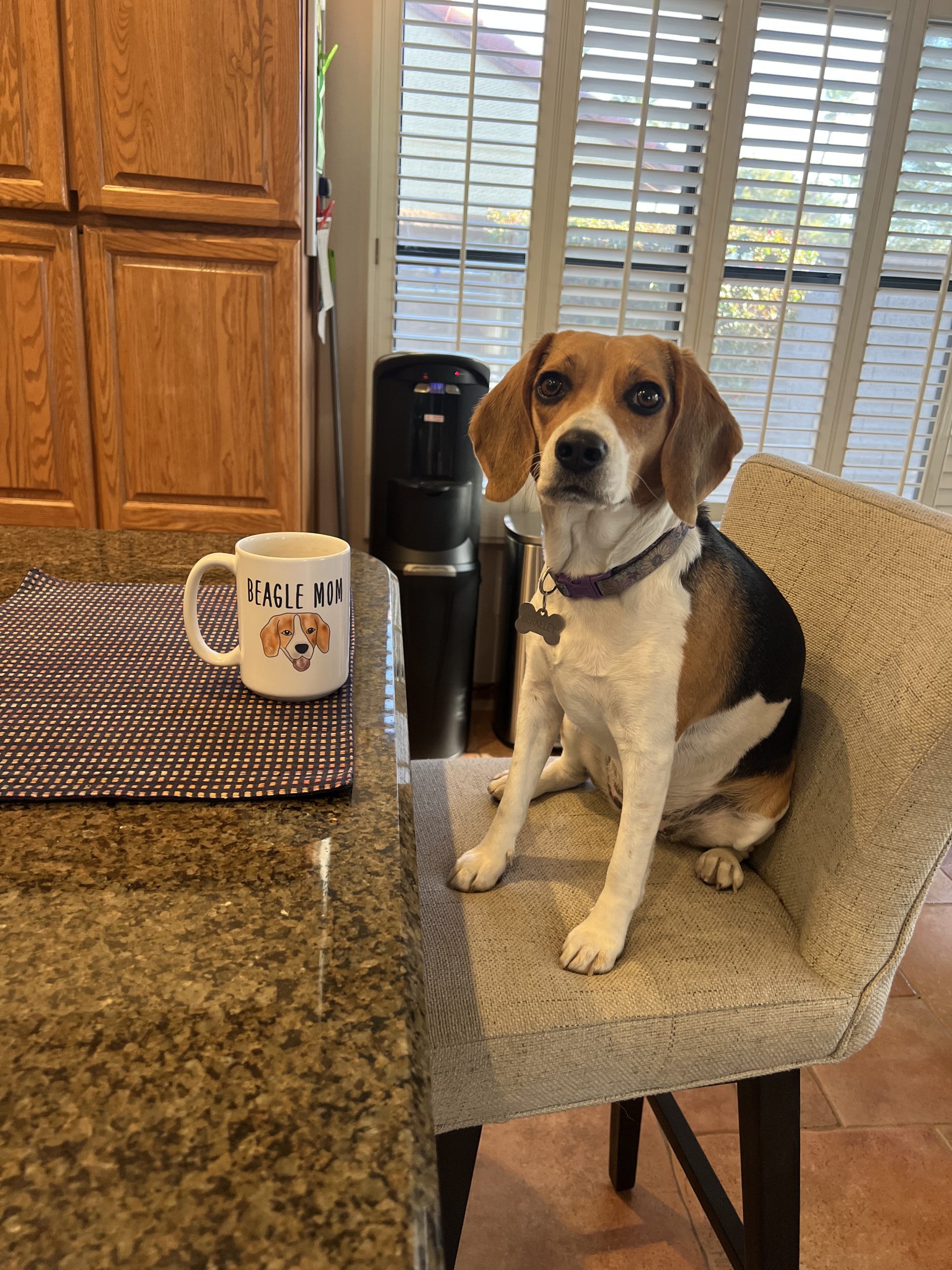 Top Tips for Beagle Nutrition: Ensuring Optimal Health