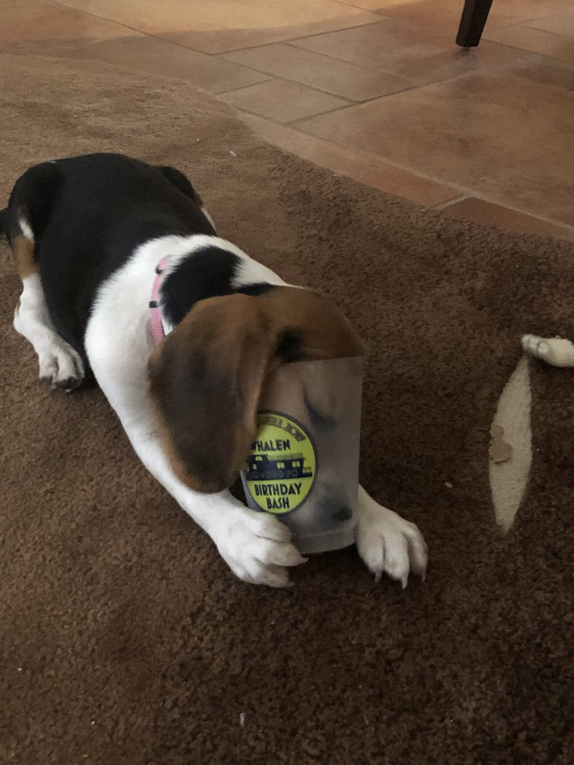 Top Tips for Beagle Nutrition: Ensuring Optimal Health