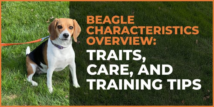 Beagle Characteristics & Training Tips for a Happy, Healthy Pet