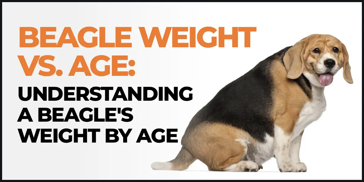 Beagle Weight Vs Age: Understanding A Beagle's Weight By Age
