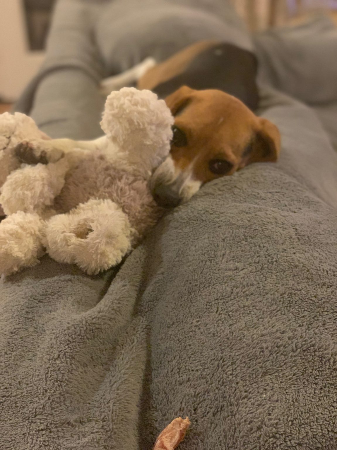 Beagle Characteristics & Training Tips for a Happy, Healthy Pet