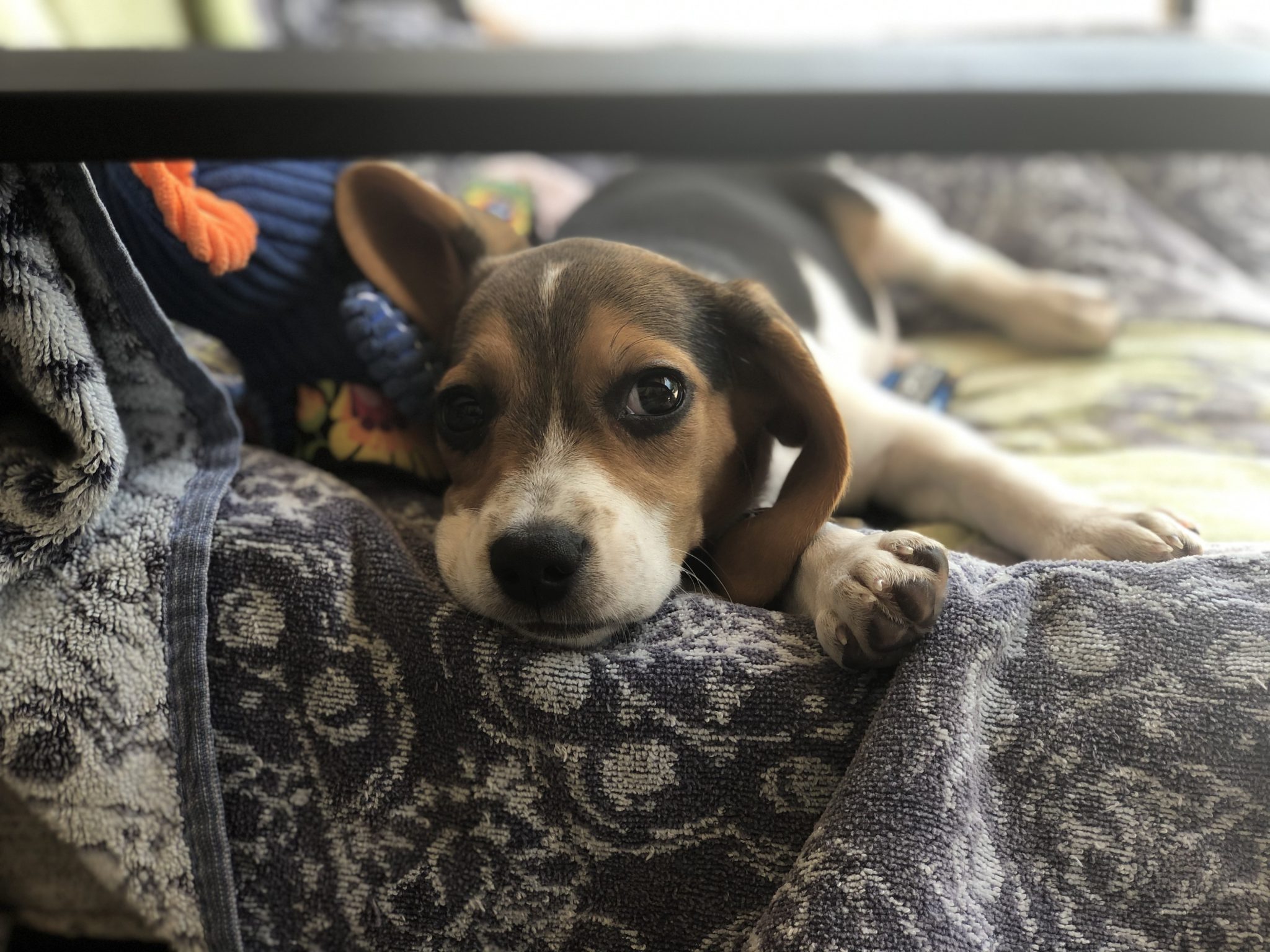 Beagle Characteristics & Training Tips for a Happy, Healthy Pet