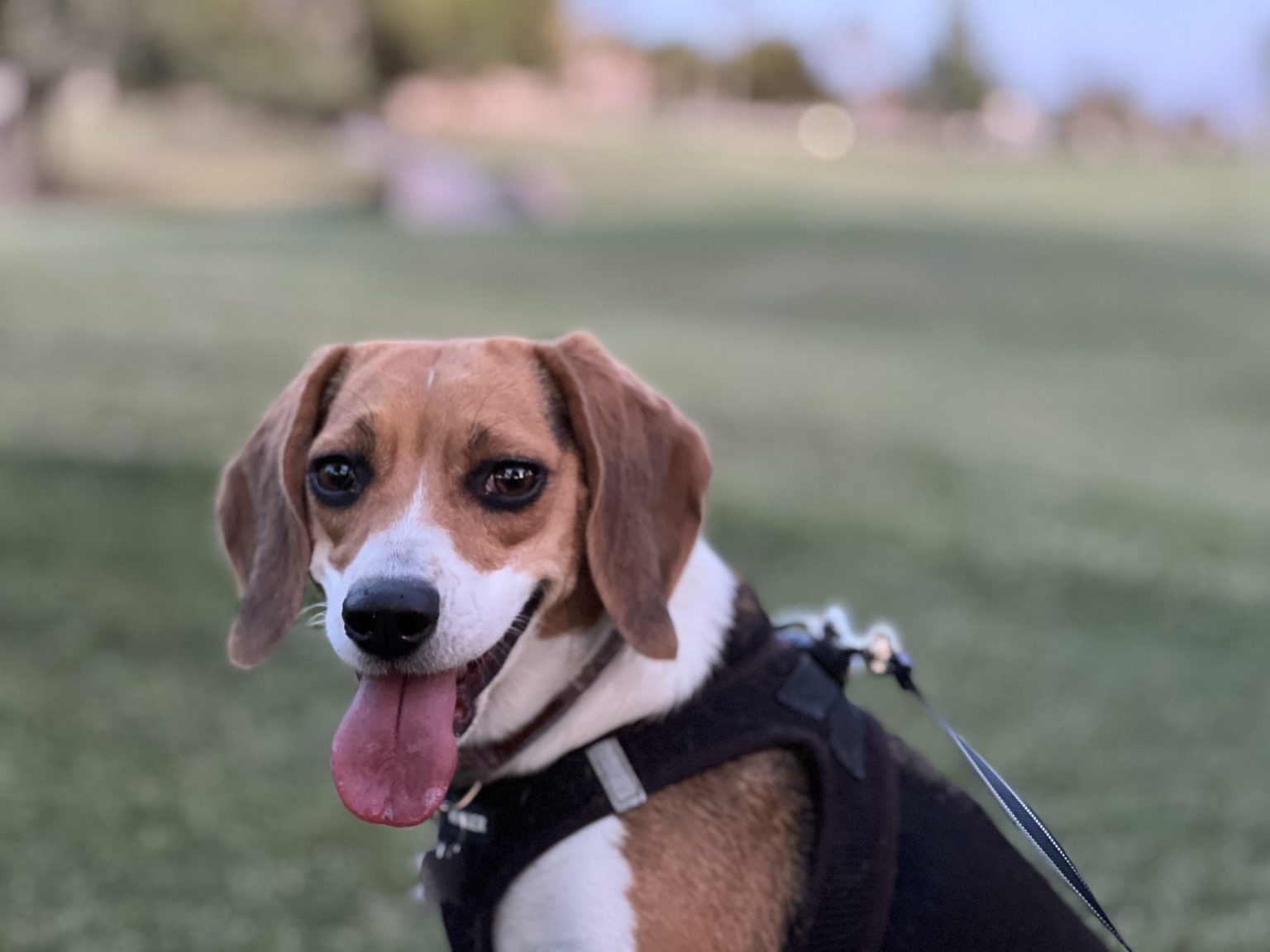 Beagle Characteristics & Training Tips for a Happy, Healthy Pet