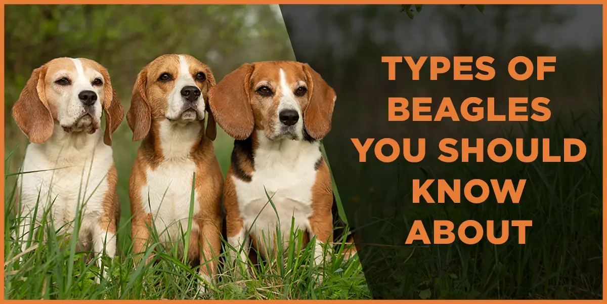 The Guide to the Different Types of Beagles You Should Know