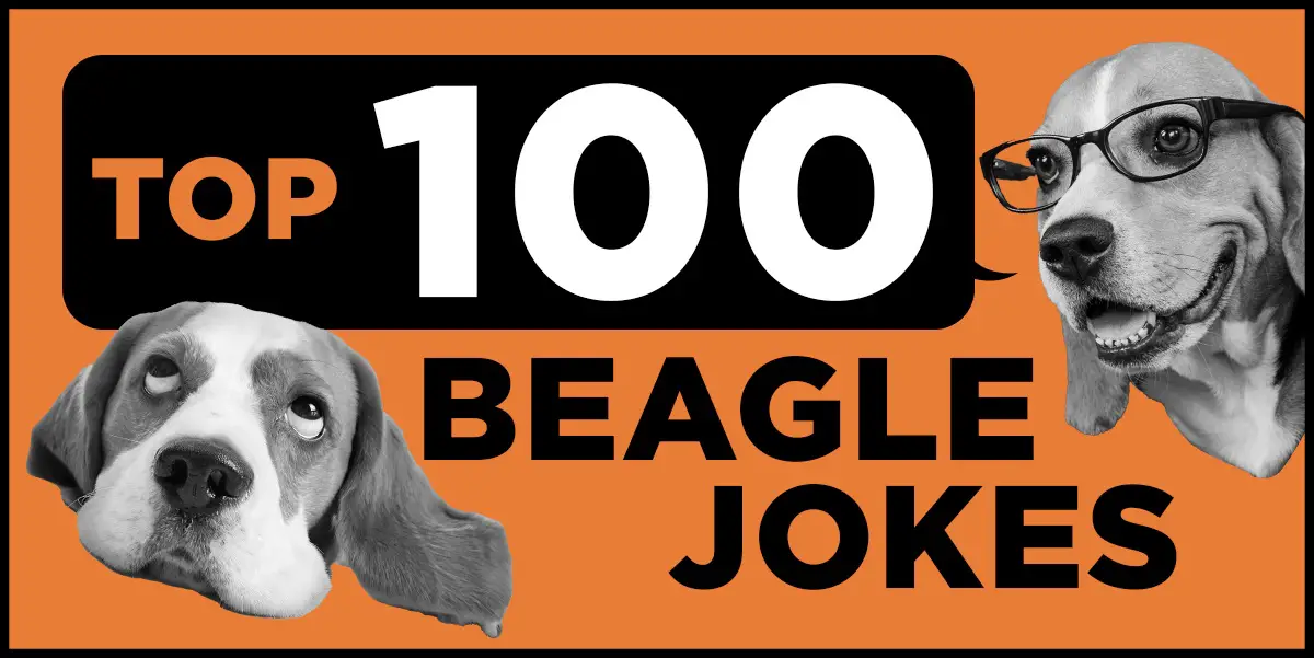 Beagle Jokes 100 Funny and Adorable Laughs for Dog Lovers