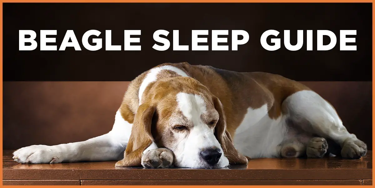 Understanding Beagle Sleep Tips for a Restful Night for Your Pup