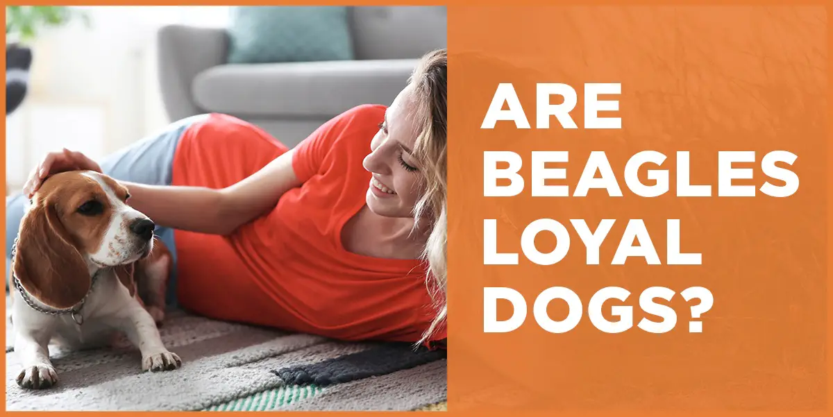 Are Beagles Loyal Dogs? Understanding Their Loyal Nature