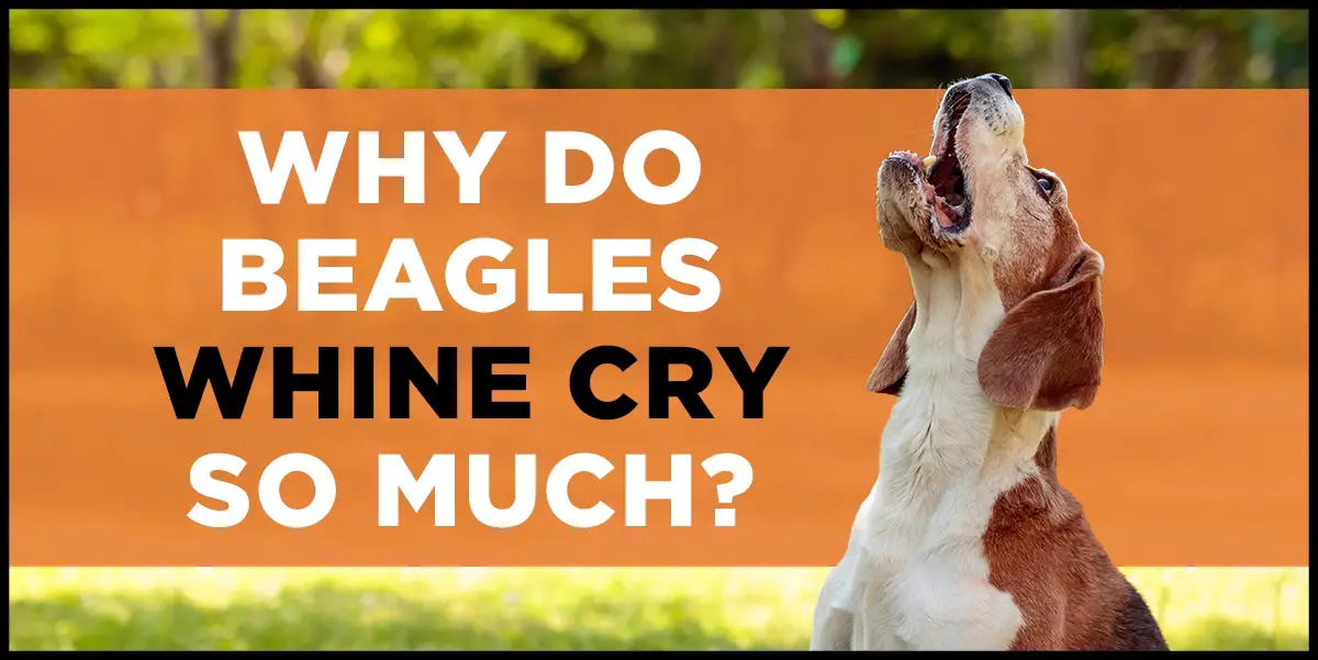 Why Do Beagles Whine and Cry So Much Top Reasons Explained